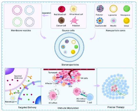 A Schematic Diagram Of The Preparation Of Membrane Coated Biomimetic Download Scientific