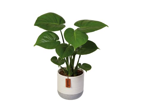 Easy Care Indoor Plants LIDL