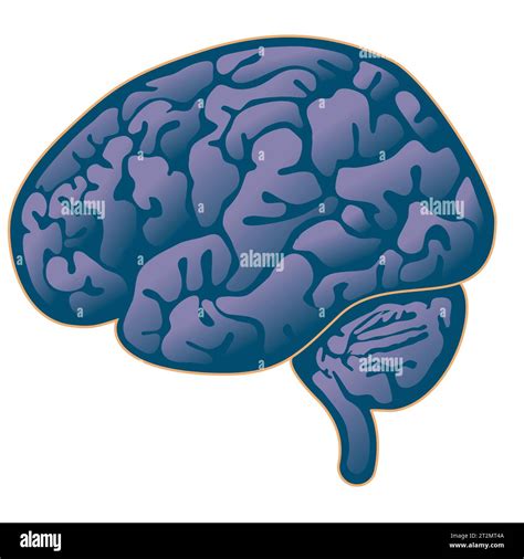Brain Side Cut Out Stock Images And Pictures Alamy
