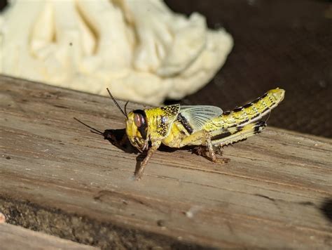 Grasshopper Vs Locust A Complete Comparison Grasshopper Vs Locust A Complete Comparison