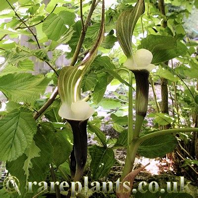 Arisaema Sikokianum