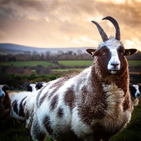 Oc A Jacob Sheep Ewe Called Maureen During Golden Hour 📸 🐑 Rpics