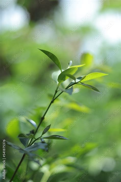 Blurred Garden In Spring Nature Outdoor Background Blur Green Tree Park In Summer Background