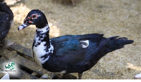 إزاي تفرق بين البط والإوز؟ كل اللي محتاج تعرفه عنهم