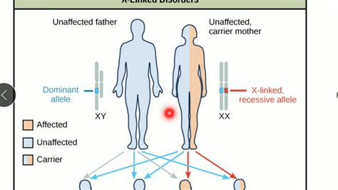Isc Xii Sex Linked Inheritance In Human Being Youtube