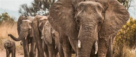 How To Manage Dependencies Between Gradle Modules Dev Community