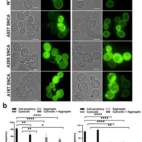 Expression And Localization Of α Synuclein Double Mutant Variants In S Download Scientific
