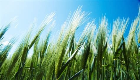 Exploring The Potential Impacts Of Climate Variability On Spring Wheat Yield