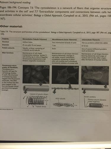 Lecture 9 Cels Flashcards Quizlet