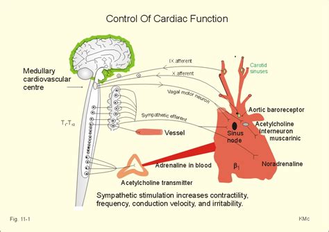 Autonomic Regulation Neural And Hormonal Regulation Of The Heart Earths Lab