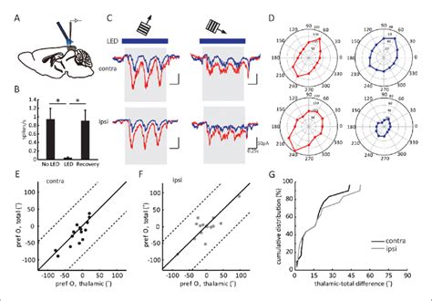 Optogenetic Isolation Of Thalamic Inputs To Layer 4 Neurons In Download Scientific Diagram
