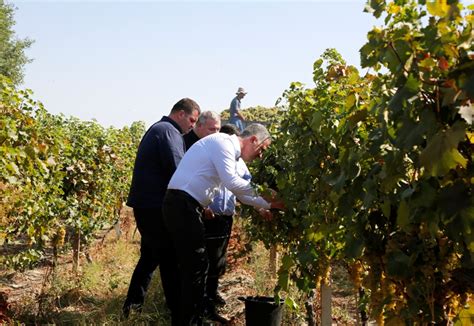 უკვე დაბინავებულია 65 000 ზე მეტი რქაწითელი და 50 000 ტონამდე საფერავი ოთარ შამუგია R Knews Ge