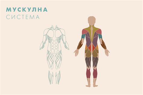 Мускулна система видове тъкан клетки и класификация на мускулите For Life