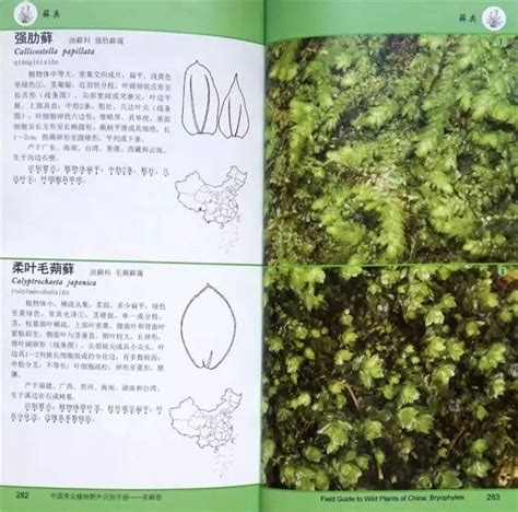 大鵬自然好書導讀之四十五中國常見植物野外識別手冊 苔蘚冊 每日頭條