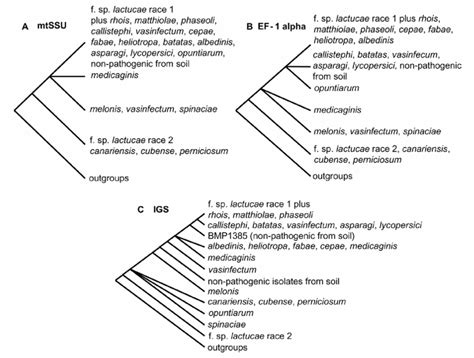 Three Strict Consensus Trees Generated In Paup From The Different Data Download Scientific