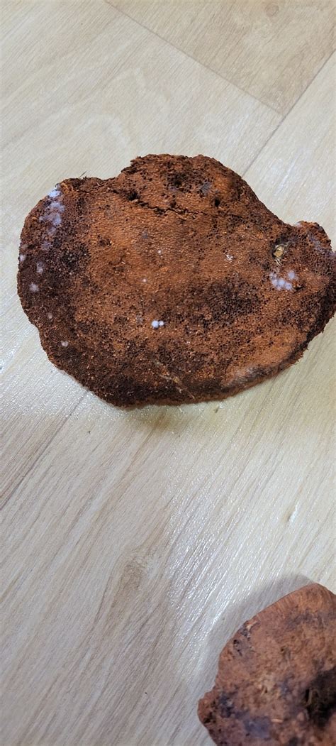 상황버섯 하얀 곰팡이 질문 지식in