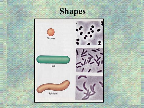 Archaebacteria Cell Type