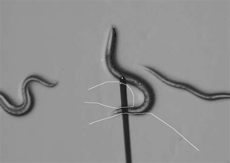 Fileimageprocessingpng Psych 221 Image Systems Engineering