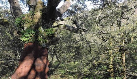 Home North Africa Trees