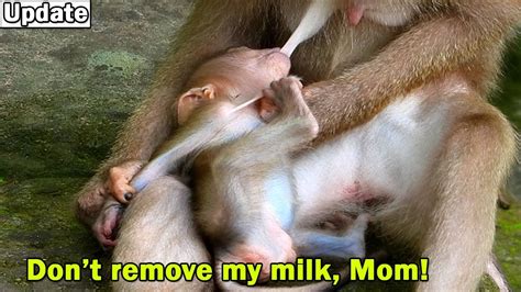 Breaking Heart Naughty Monkey Libby Still Try Reject And Chase Baby Rainbow From Her By No