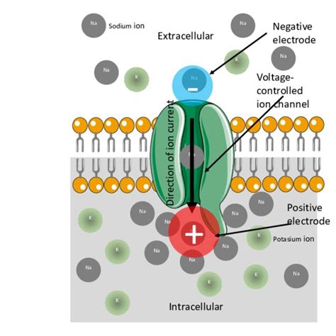 The Schematic Graph Of Motor Neuron The Motor Neuron Could Be Divided
