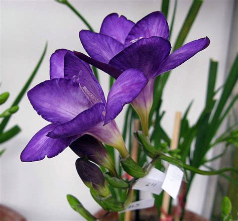 小苍兰的花语是什么 小苍兰的寓意和象征 花卉百科 中国花木网