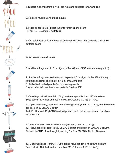 Bone Marrow Cells Culture
