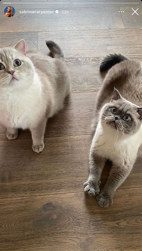 Podyumda Yürüyen Jennerdan Carpenterın Kedisine 24 Eylülde Yabancı Ünlülerin Yaptığı