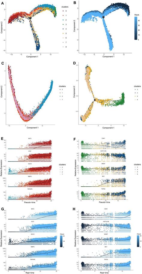 Cell Distribution Along Pseudo Time Trajectory And Construction Of The