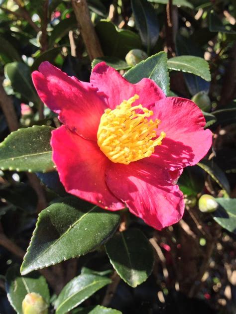 Yuletide Camellia Yuletide Camellia Holiday Festival Yuletide