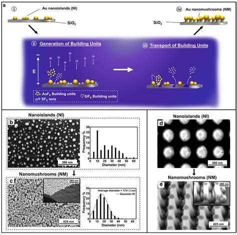 Fabrication Process To Form Nanomushroom Like Structures Nms A