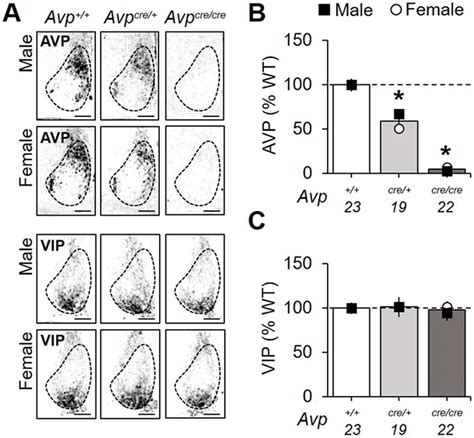 Vasopressin Regulates Daily Rhythms And Circadian Clock Circuits In A Manner Influenced By Sex