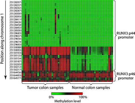 Differential Tumor And Normal Methylation In Runx3 Heat Map Of The