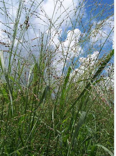 Rc Tecumseh Switchgrass 50 Pound Bag Northwoods Whitetails Food Plot