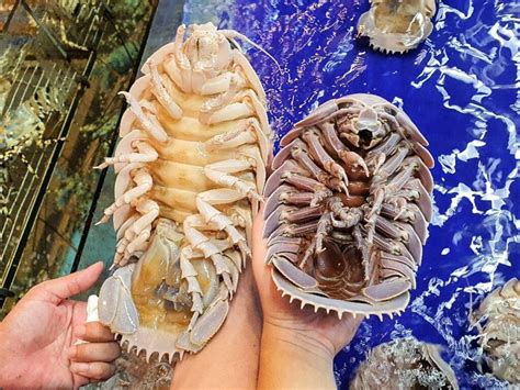 Meet ‘darth Vader A Collaborative Discovery Across Borders Nus Lkcnhm