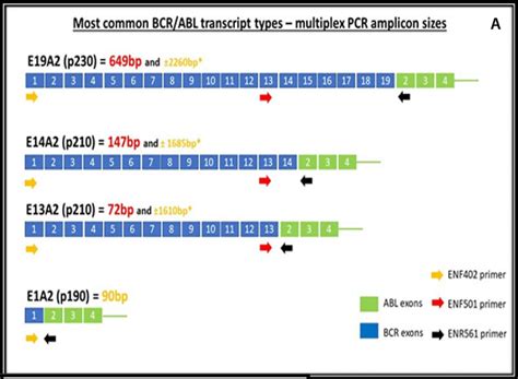 Multiplex Bcrabl Pcr Assay Design Download Scientific Diagram