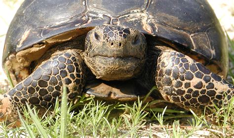 Gopher Tortoise Wildlife Conservation Initiative