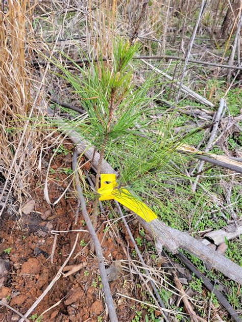 Southeast Us Updates — Forest Productivity Cooperative