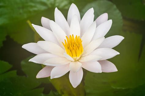 하얀 연꽃과 녹색 잎과 수영장에 노란 꽃가루가 피어 자연의 아름다움을 위해 그리고 공간과 불교 승려를 숭배 0명에 대한 스톡 사진 및 기타 이미지 Istock