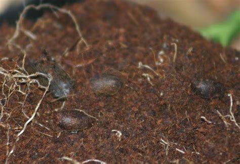Leaf Cutter Bees Life Cycle A Fascinating Journey Revealed Whats That Bug
