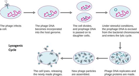 Plaque Formation Bacteriophage At Anthony Molinaro Blog