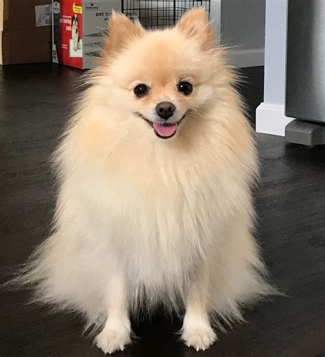 Pomeranian Puppies For Sale Waipahu Hi 302665