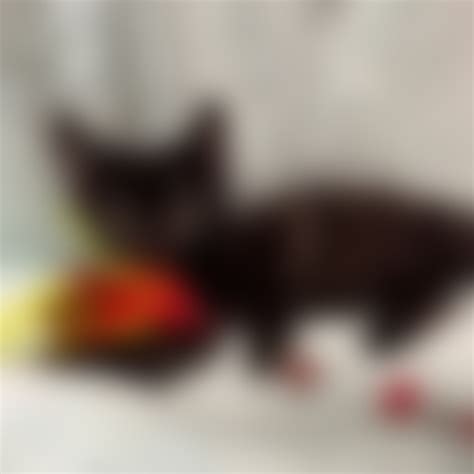 Ищем дом котятам Черненькие мальчики и девочки и черно белая девочка