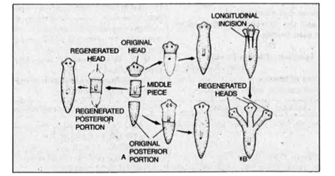 Regeneration Of Planaria