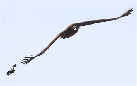 [포토타임] 겨울 나기 위해 우리나라 찾은 독수리