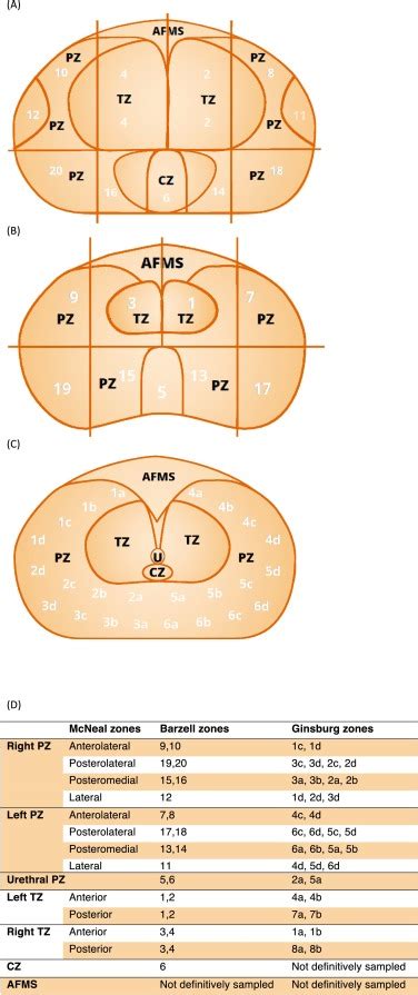 Prostate Gland Zones Prostate Gland Zones