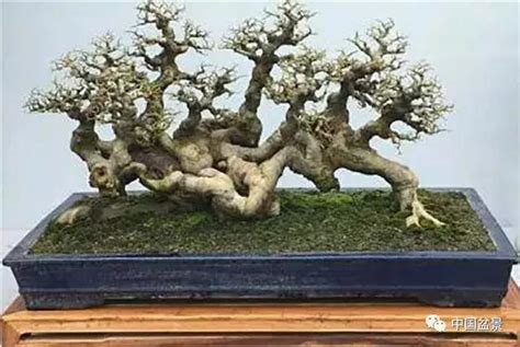 一組盆景作品欣賞，內涵和意境是盆景藝術的至高境界 每日頭條