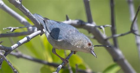Figuinha Biofaces Bring Nature Closer