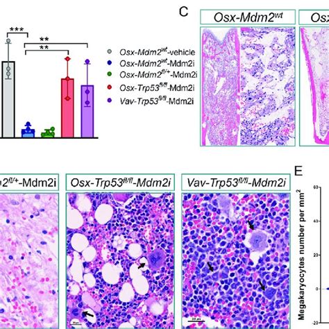 Deletion Of Trp53 In Mscs Prevents The Hematopoietic Toxicity Of Mdm2i Download Scientific