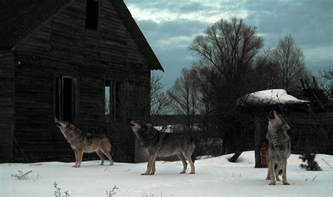 Chernobyls Wild Comeback How Foxes Bears And Bison Returned 40 Years